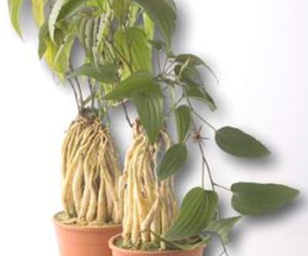 Traditional Chinese medicinal plant yields new insecticide compounds ...